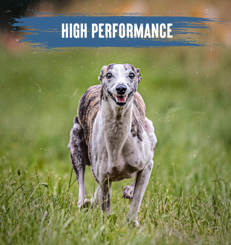 Balanced food for working & active dogs