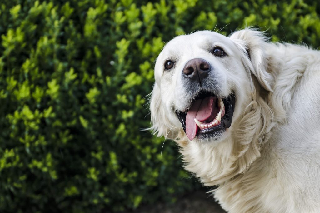 Spotlight on a working dog: Golden Retriever - Alpha Feeds