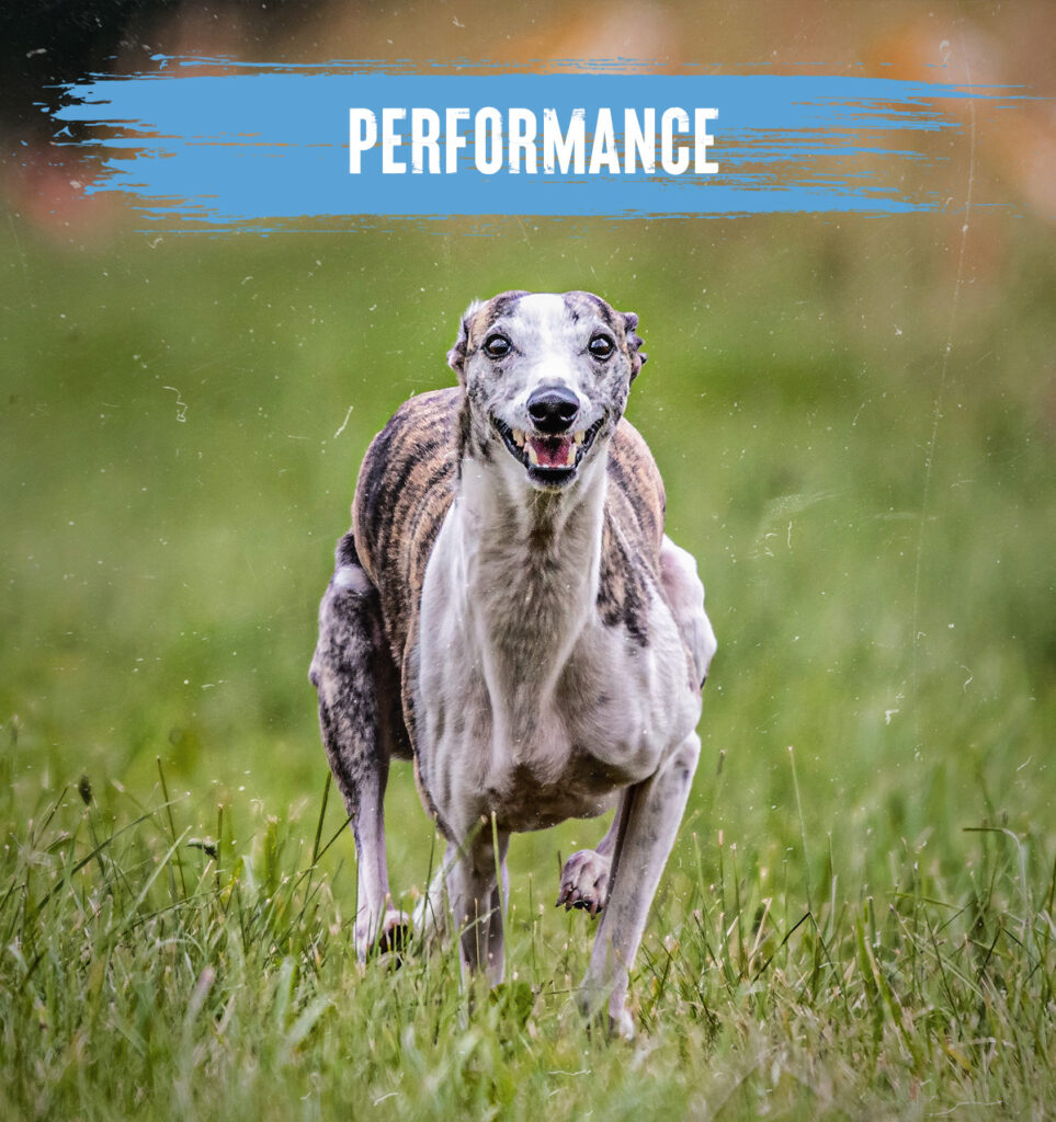 Alpha Feeds - Proper food, for proper dogs.